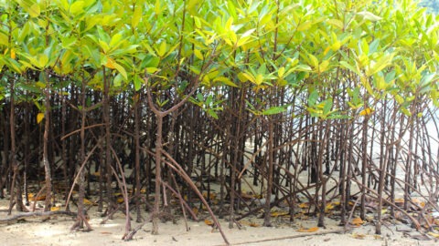 Über uns - Global Nature Fund