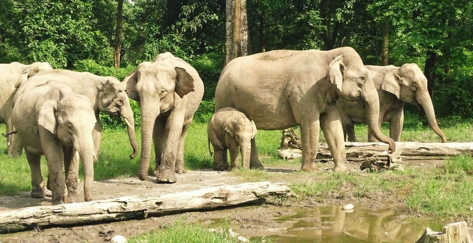 Schutz für die letzten Elefanten - Global Nature Fund